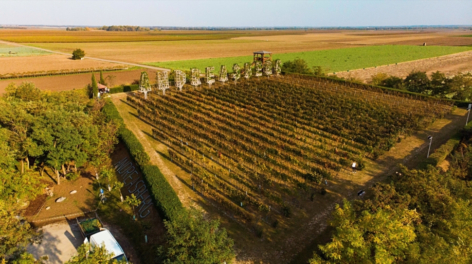 Scheiblhofer wine, Austrian delight and sensation - Moname Magazine