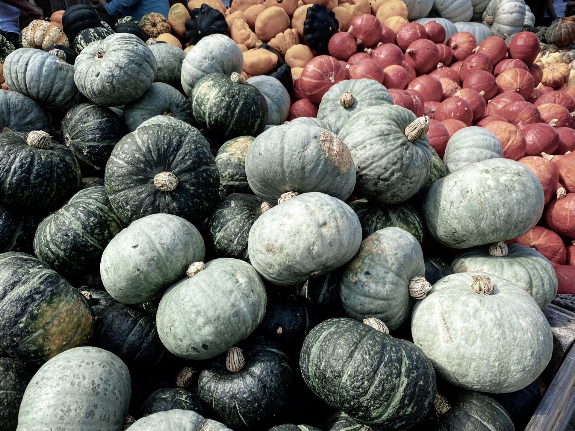 Jucker Farm - Pumpkins Festival At U-Pick Farm - MonAme Magazine